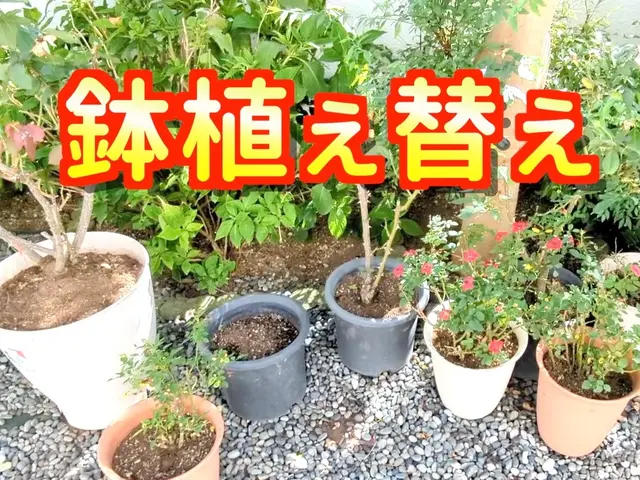 5500円〜【大切な鉢植え】植替え土交換！植物大好き便利屋が根詰り、害虫から救出(鉢の植え替え) - くらしのマーケット